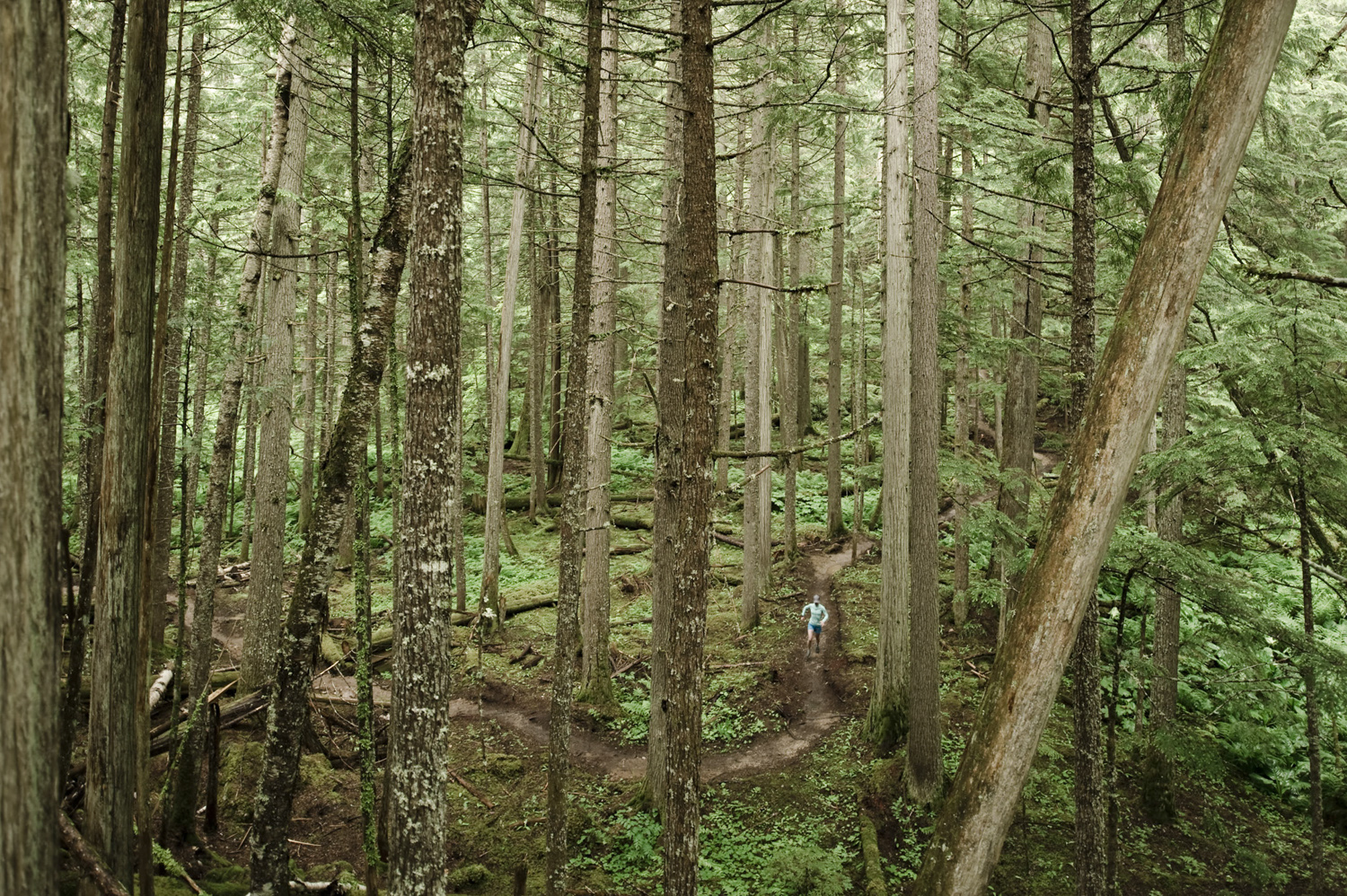 MT. MACPHERSON TRAILS - Kootenay Rockies Imagebank
