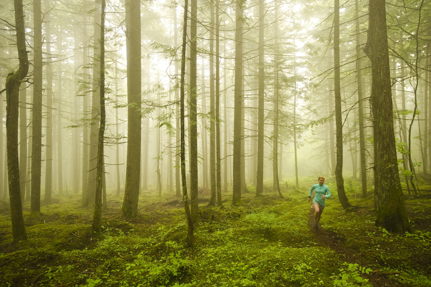 MT. MACPHERSON TRAILS - Kootenay Rockies Imagebank